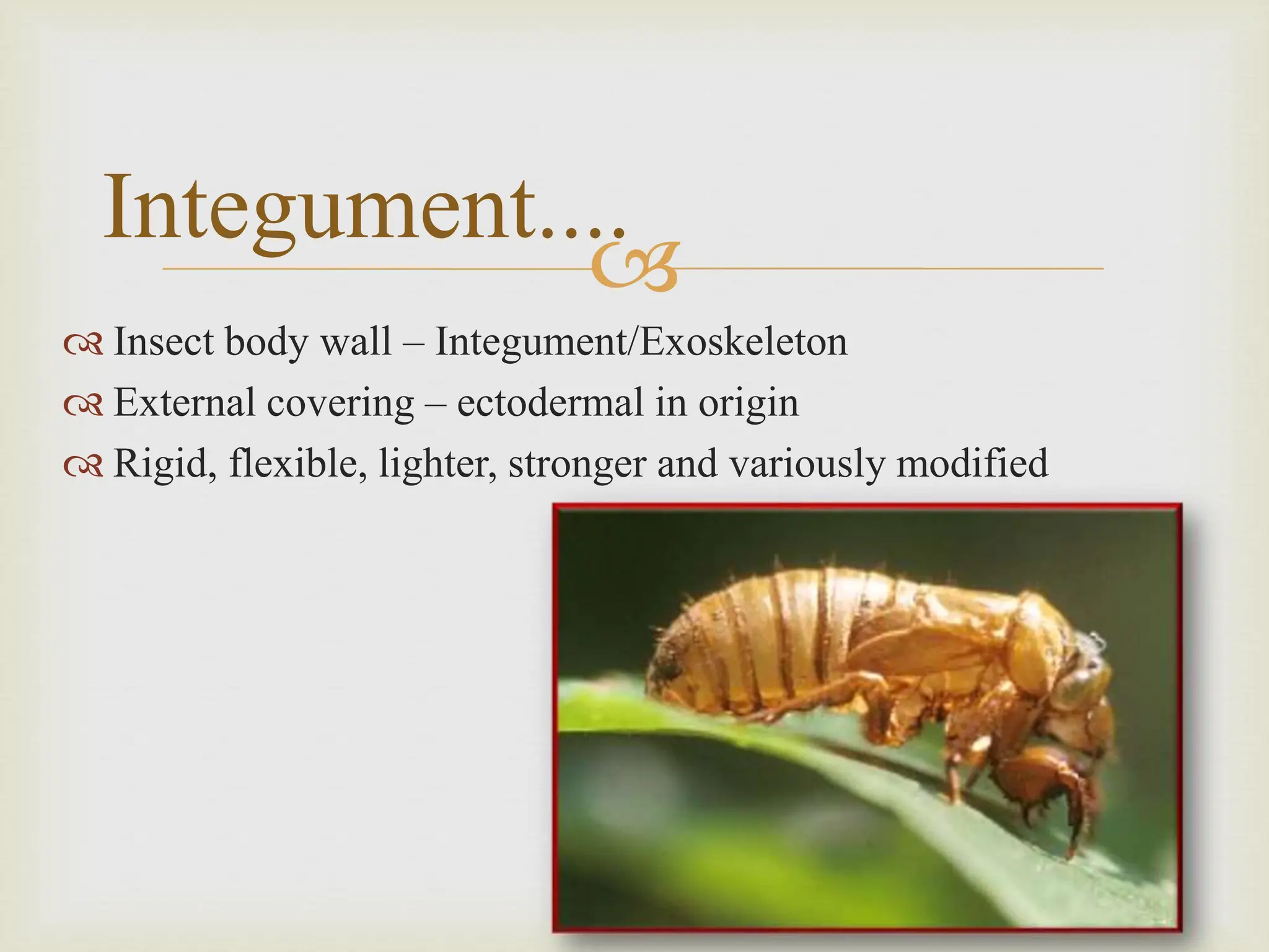 insect body wall - strcture and their function | PPTX