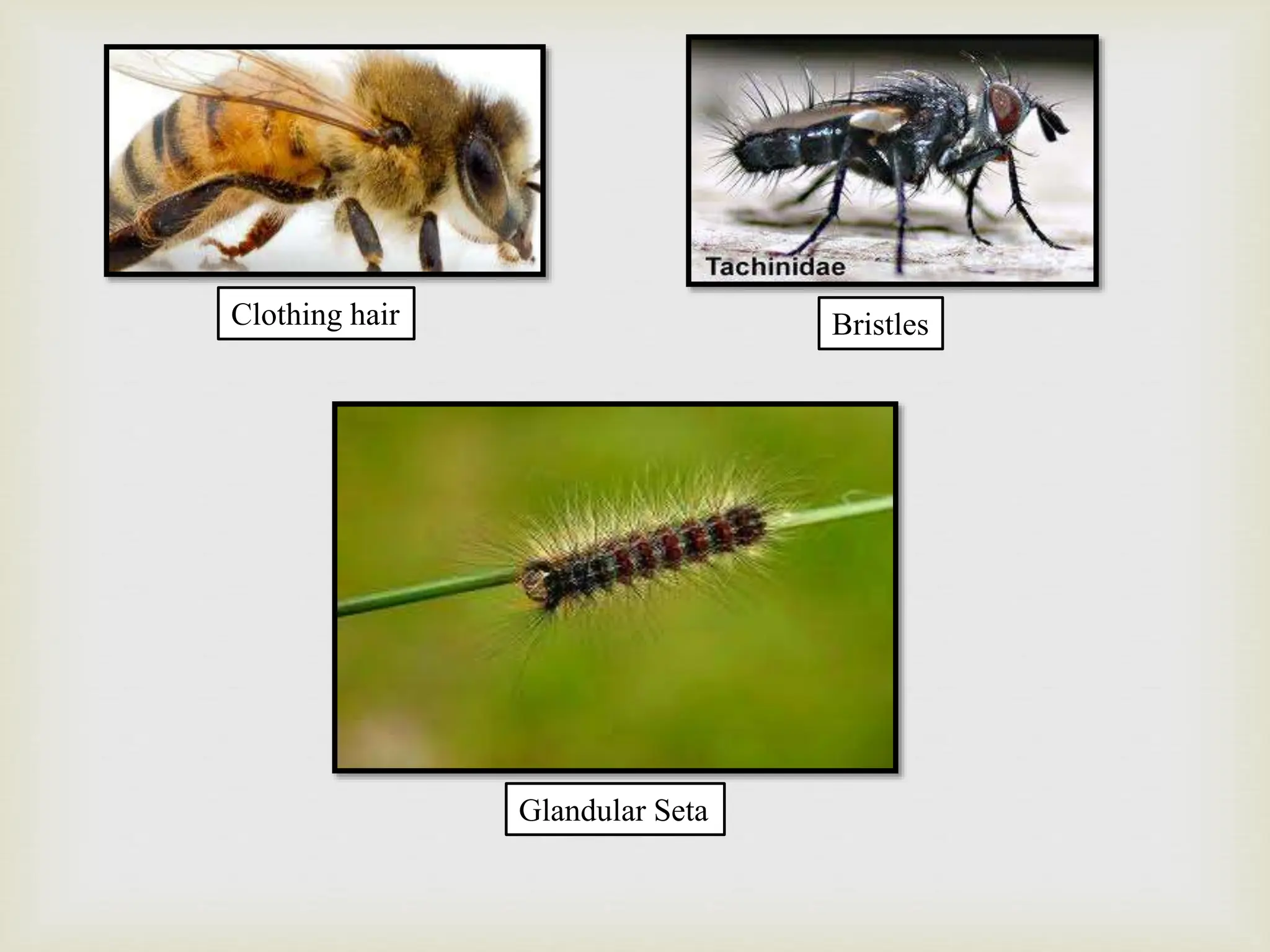insect body wall - strcture and their function | PPTX