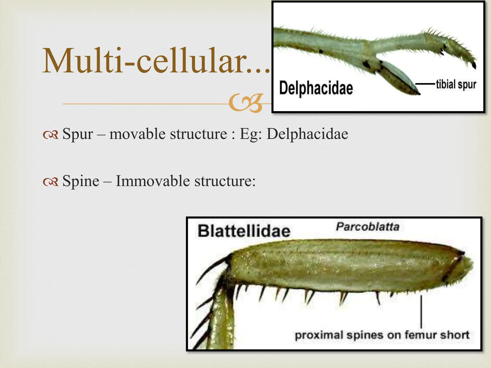 insect body wall - strcture and their function | PPTX