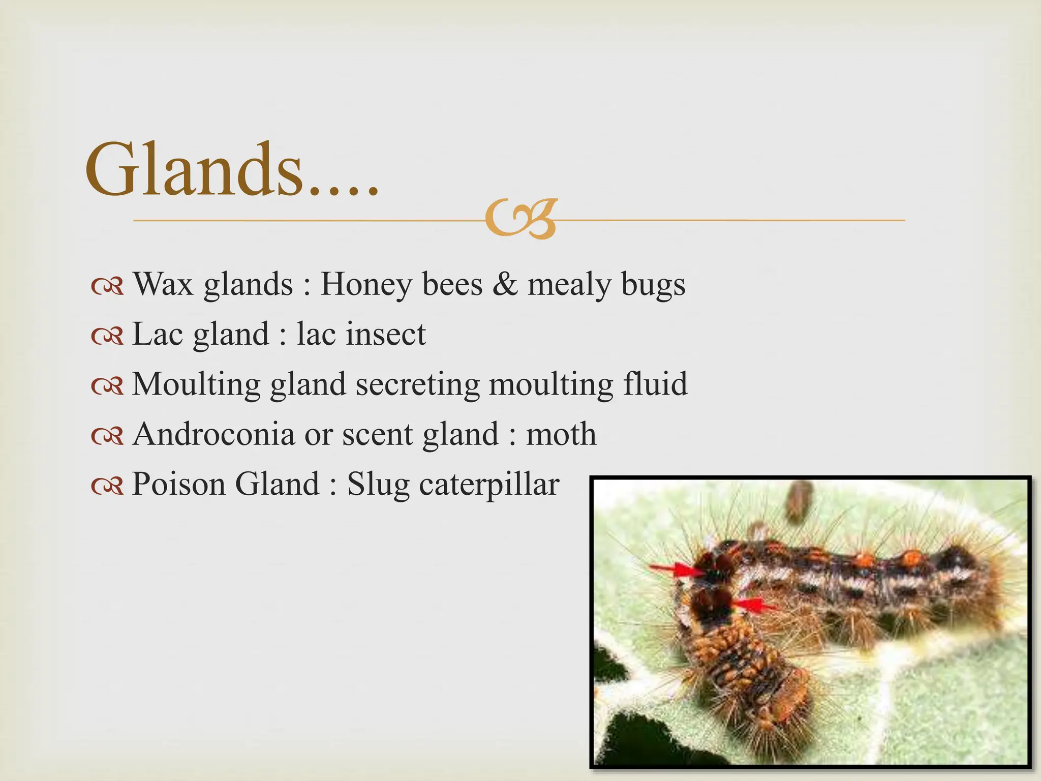 insect body wall - strcture and their function | PPTX