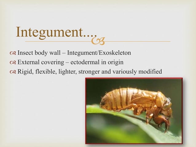 insect body wall - strcture and their function | PPTX