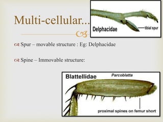 insect body wall - strcture and their function | PPTX