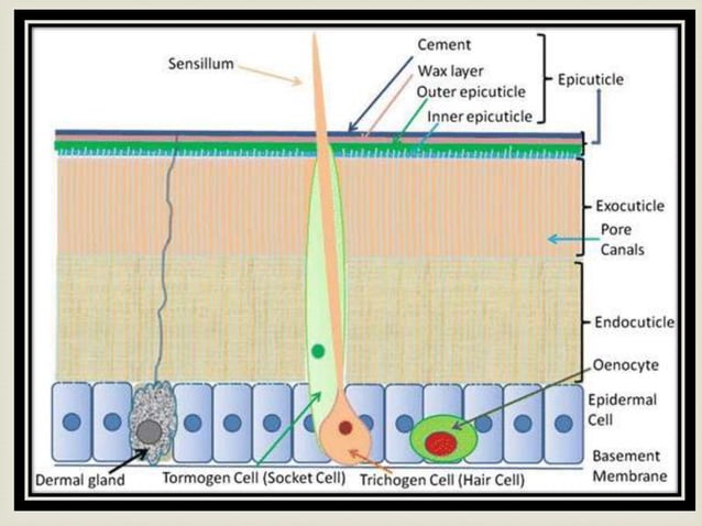 insect body wall - strcture and their function | PPTX