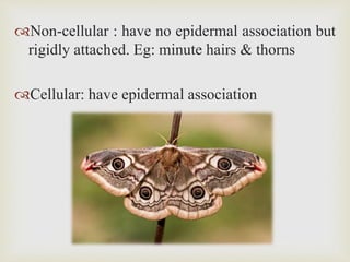 insect body wall - strcture and their function | PPTX