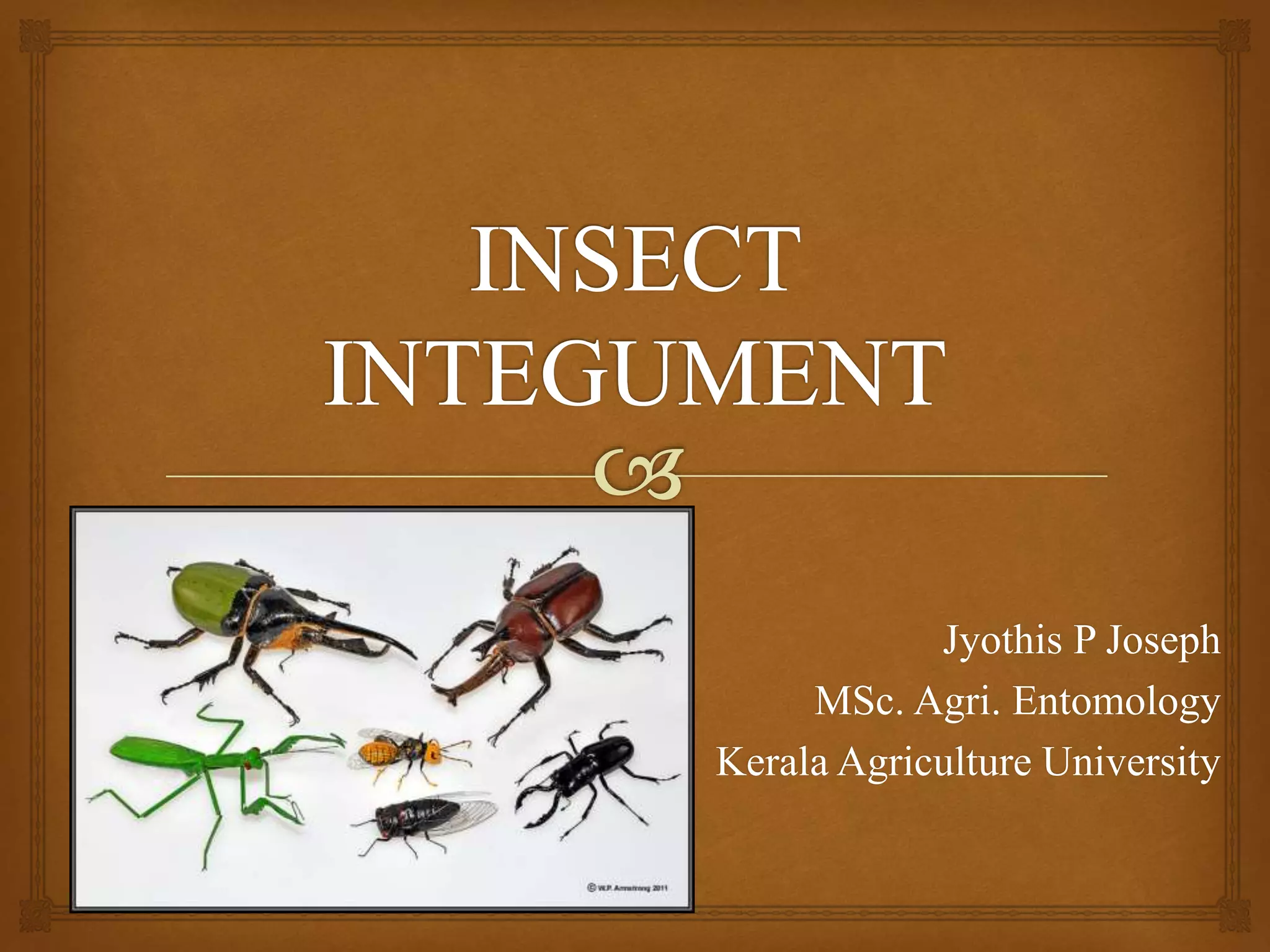 Insect integument - Entomology | PPTX
