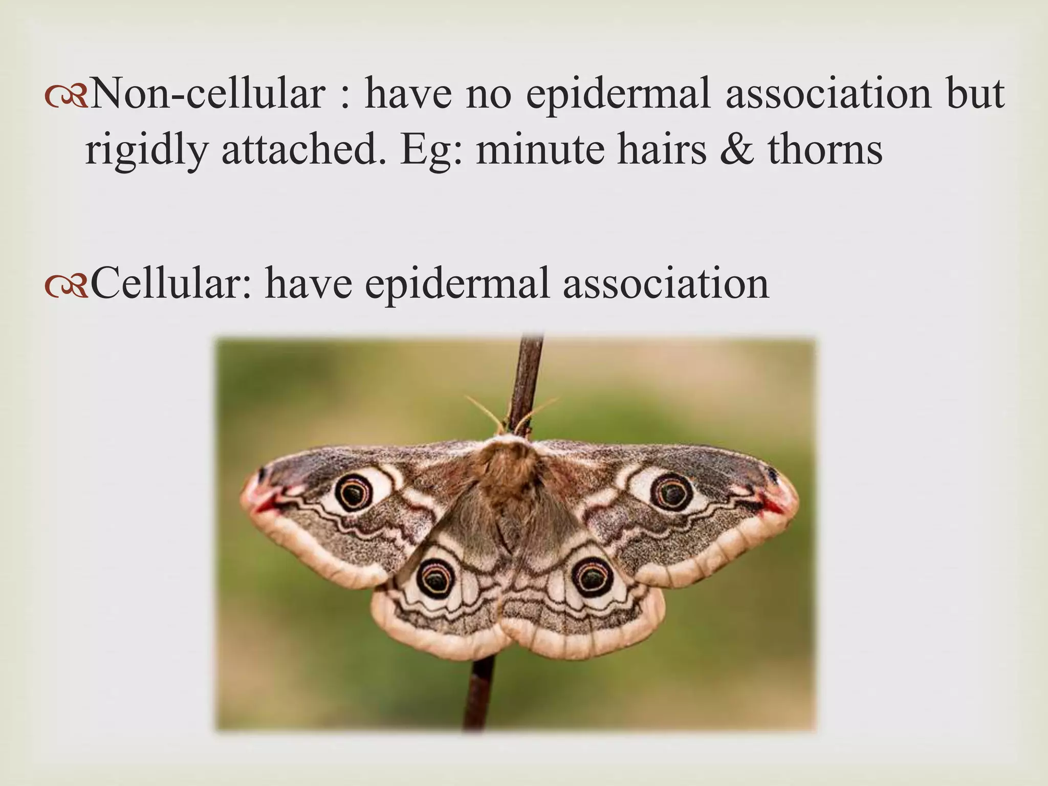 Insect integument - Entomology | PPTX