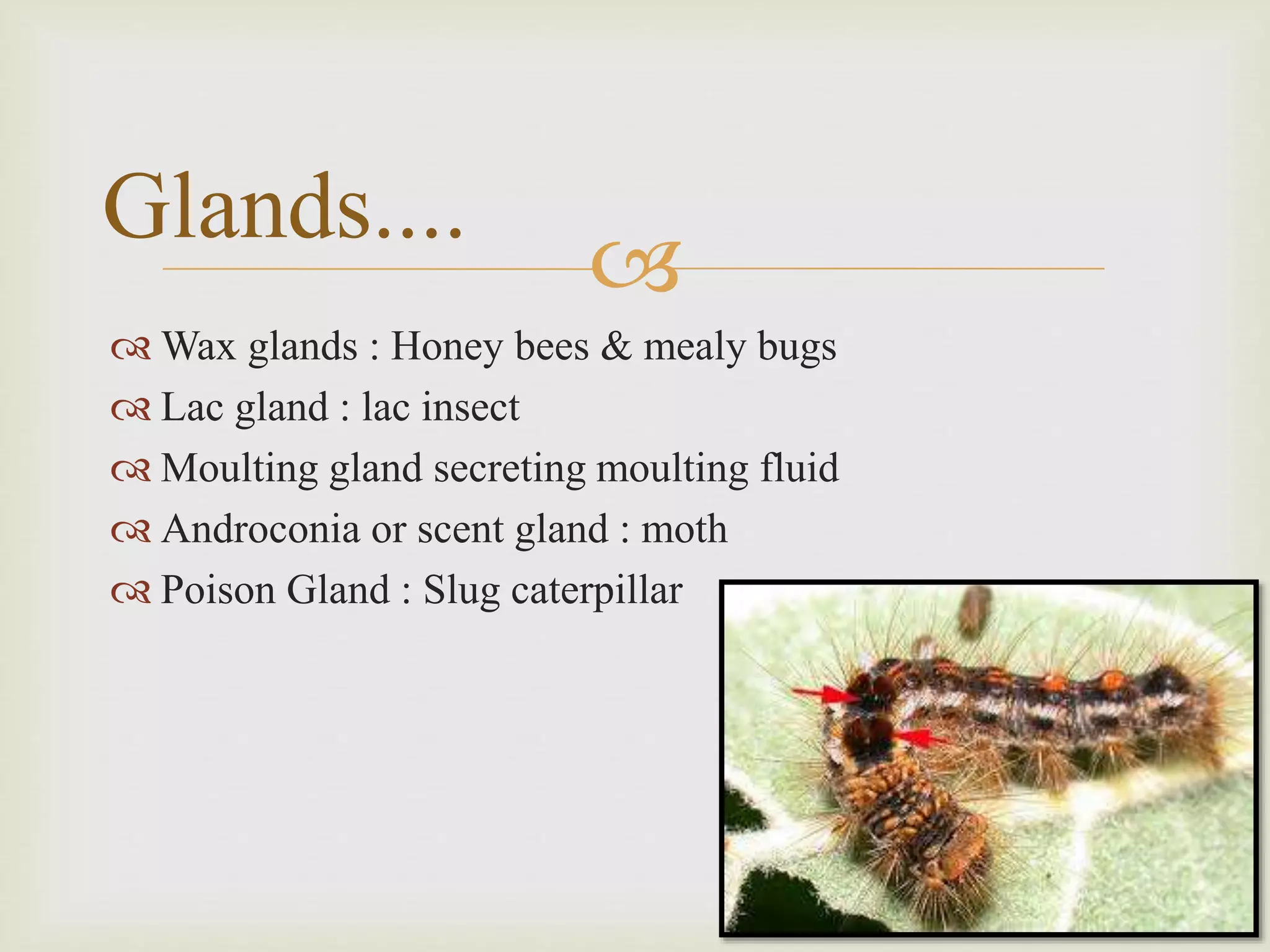 Insect integument - Entomology | PPTX