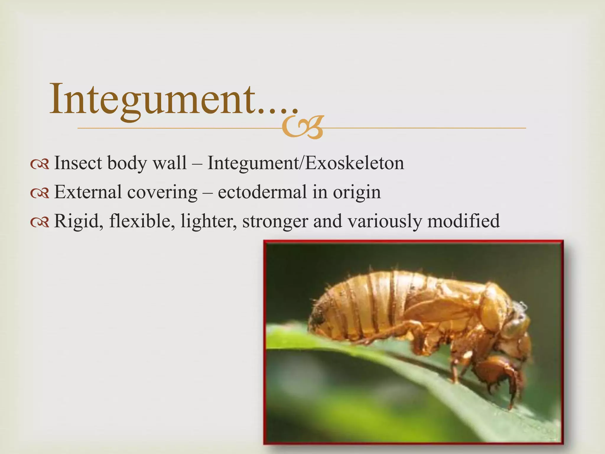 Insect integument - Entomology | PPTX