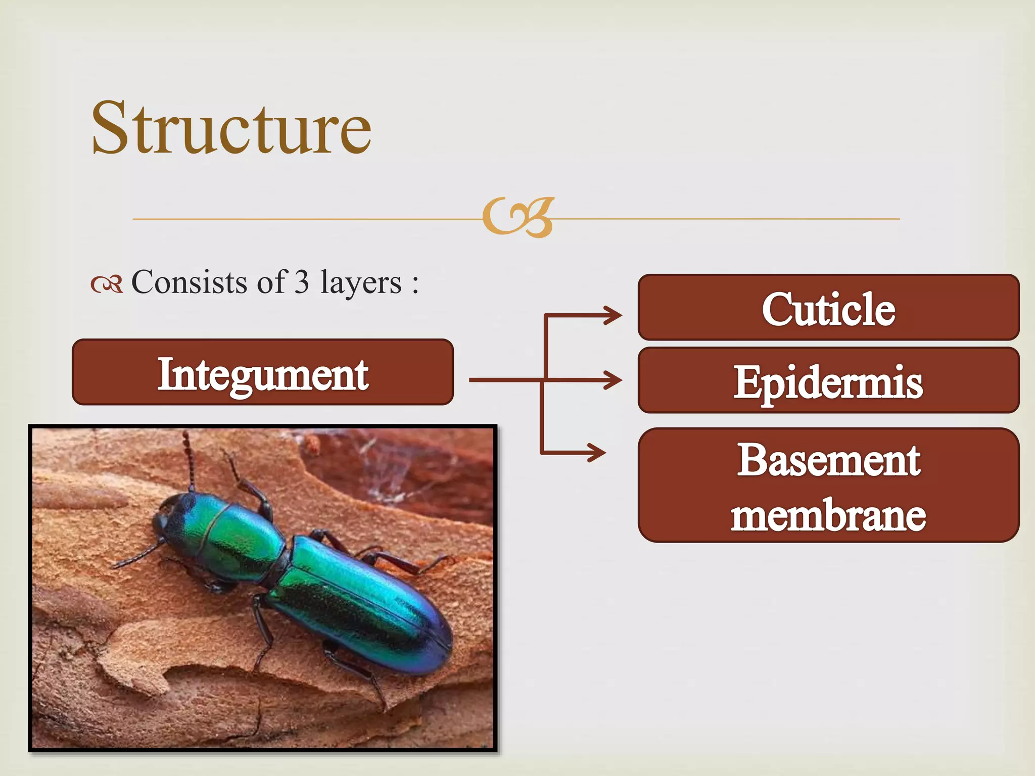 Insect integument - Entomology | PPTX