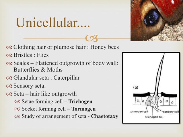 Insect integument - Entomology | PPTX | Beekeeping | Hobbies & Interests