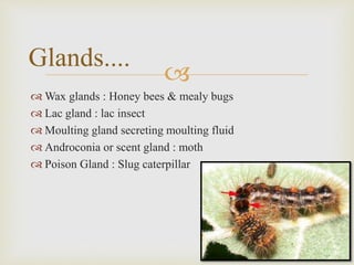 Insect integument - Entomology | PPTX