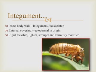 Insect integument - Entomology | PPTX | Beekeeping | Hobbies & Interests