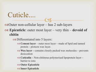 Insect integument - Entomology | PPTX | Beekeeping | Hobbies & Interests