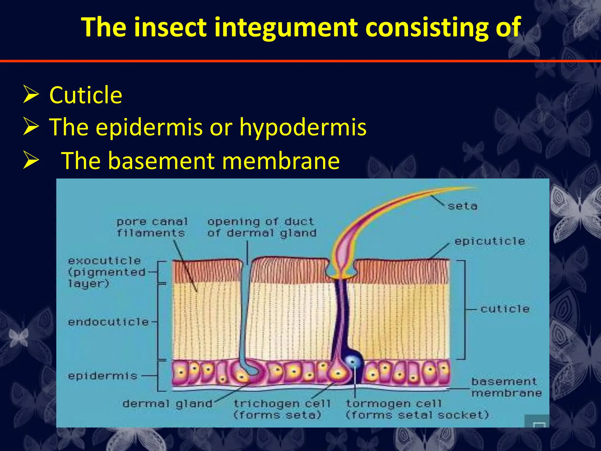 Insect body wall is called as Integument or Exoskeleton insect ...