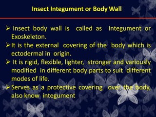 Insect body wall is called as Integument or Exoskeleton insect integument ppt.pdf