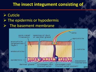 Insect body wall is called as Integument or Exoskeleton insect integument ppt.pdf