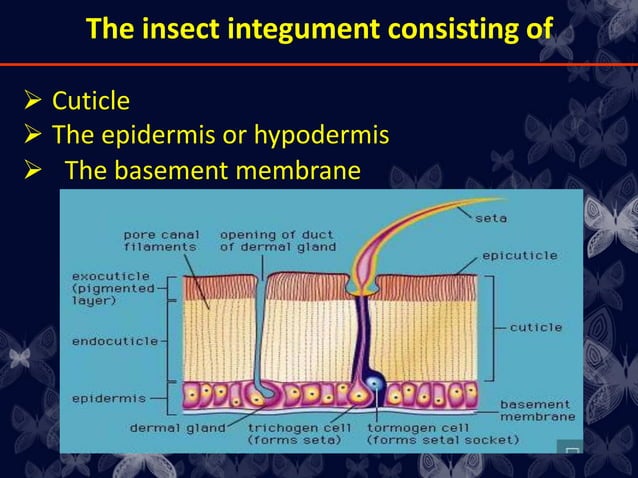 Insect body wall is called as Integument or Exoskeleton insect ...