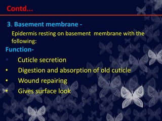 Insect body wall is called as Integument or Exoskeleton insect ...