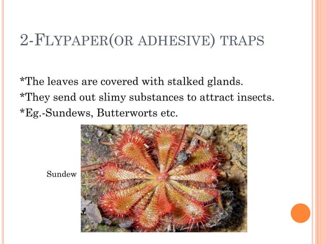 Insectivorous plants | PDF