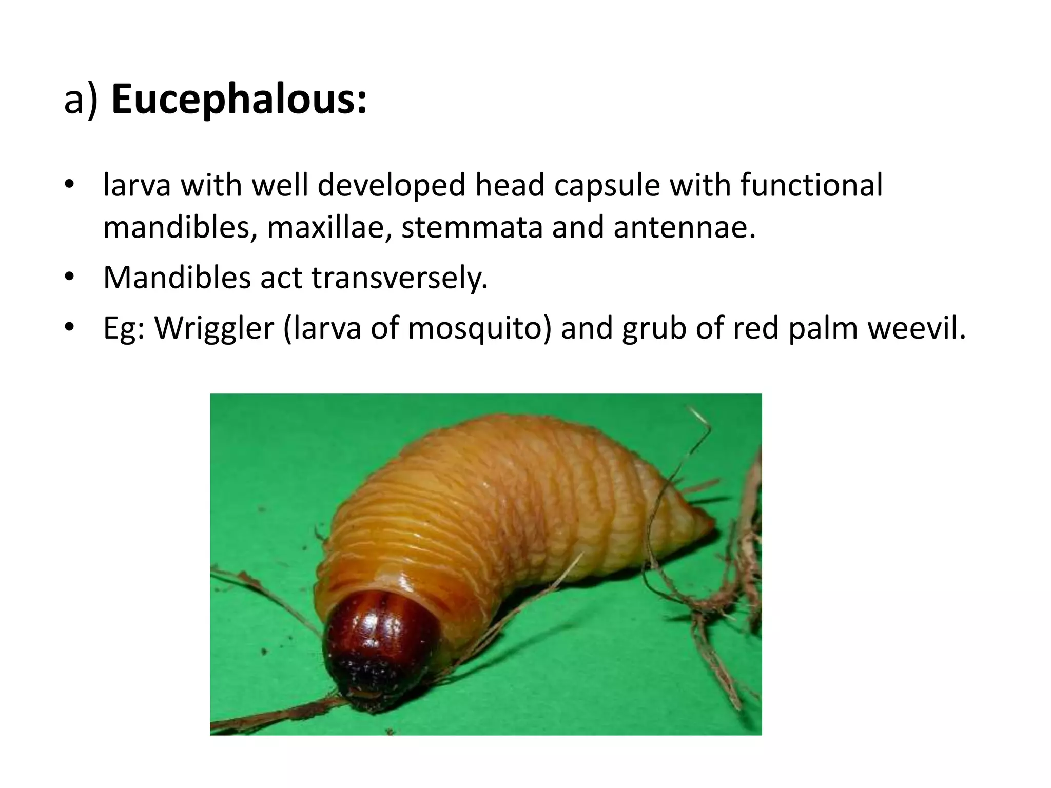Types of Insect larvae | PPTX