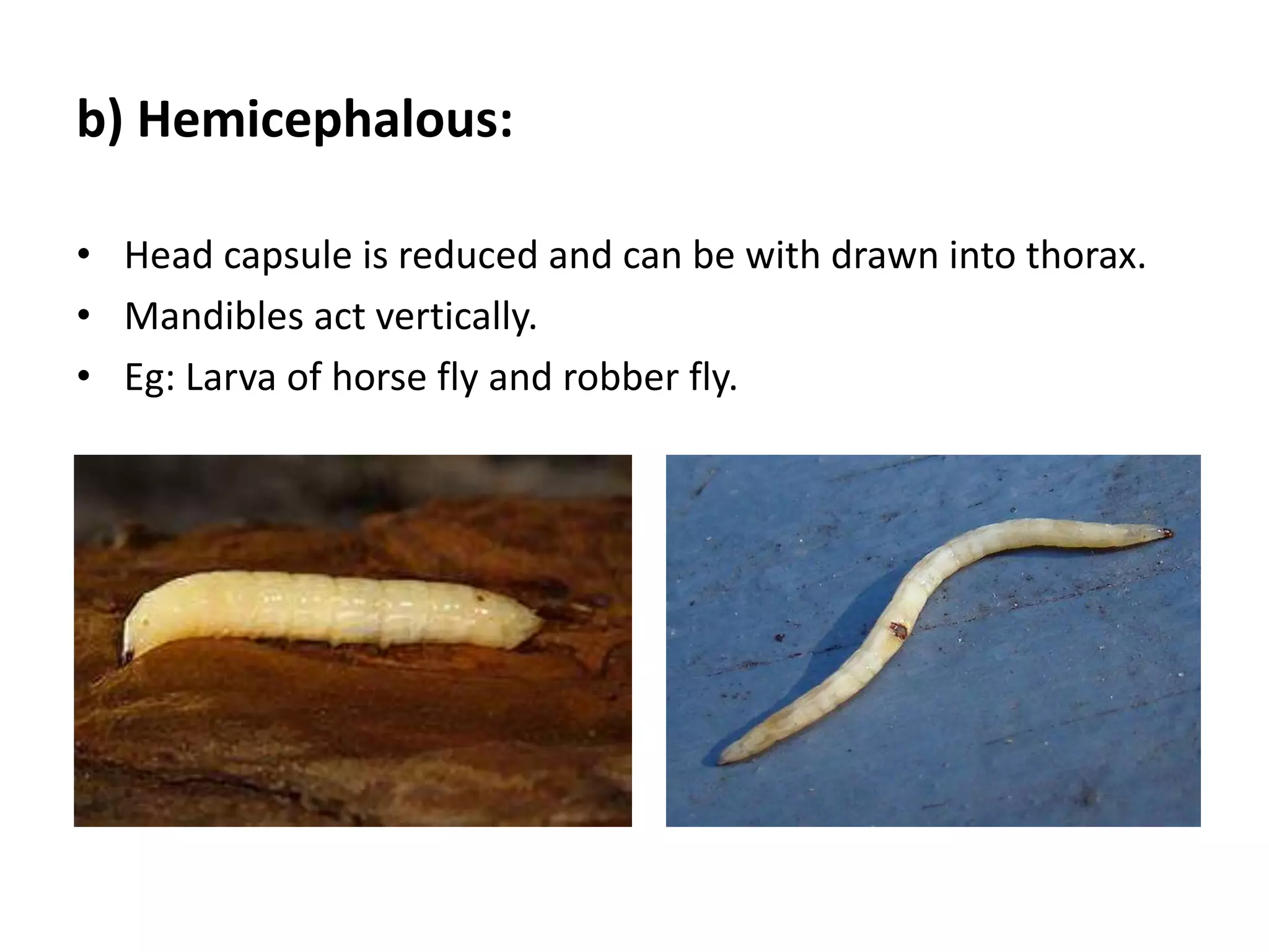 Types of Insect larvae | PPTX | Geology | Science