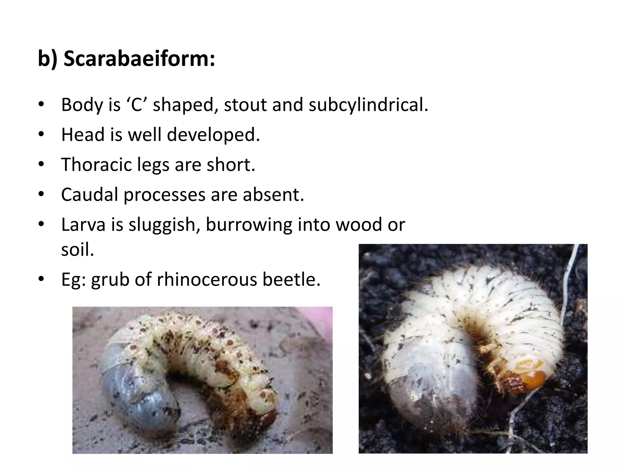 Types of Insect larvae | PPTX