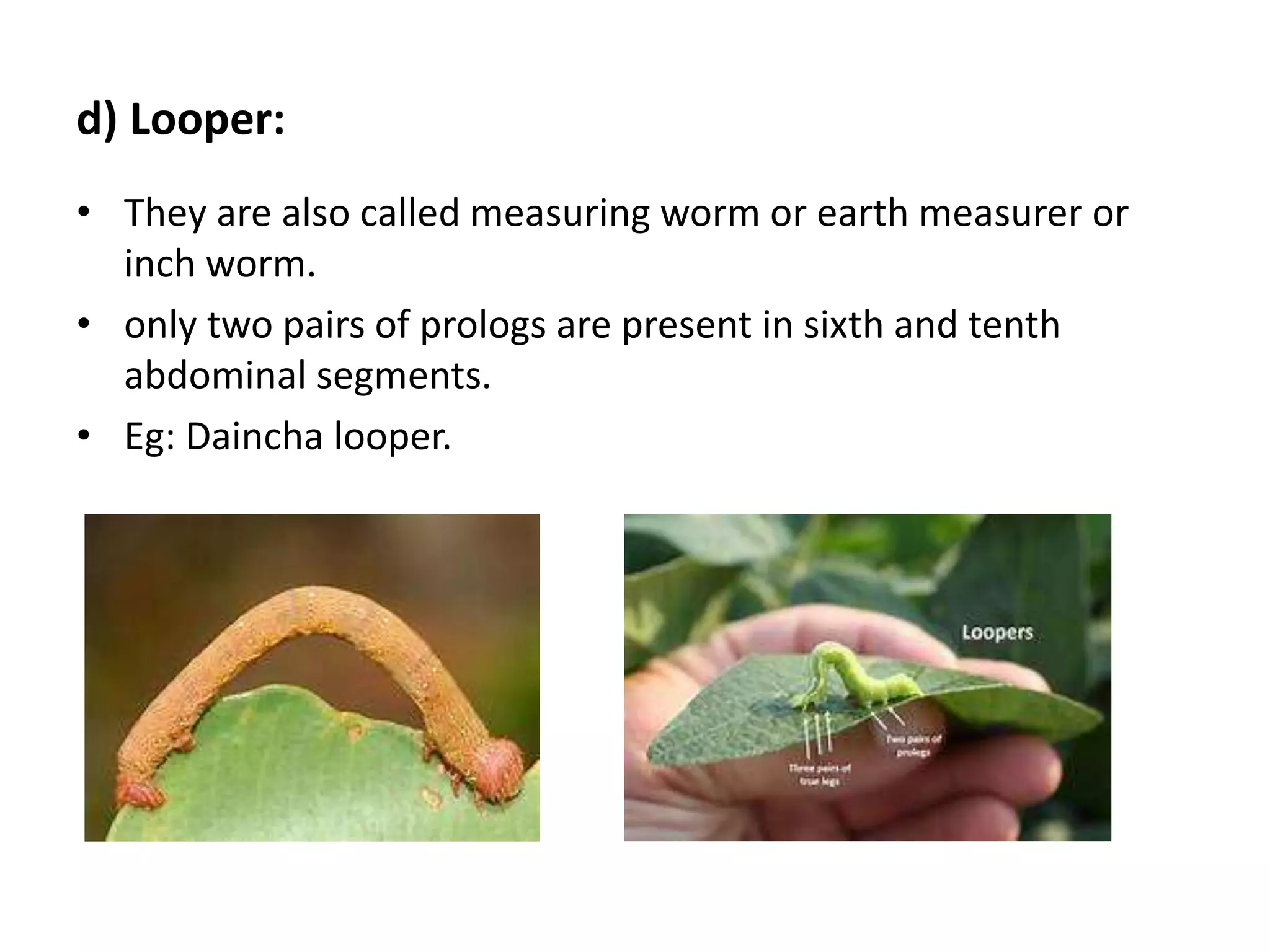 Types of Insect larvae | PPTX