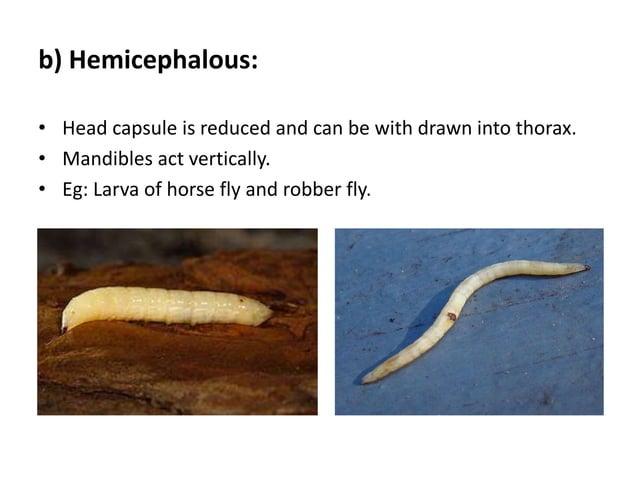 Types of Insect larvae | PPTX | Geology | Science