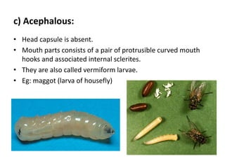 Types of Insect larvae | PPTX