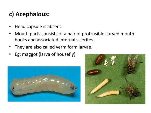 Types of Insect larvae | PPTX | Geology | Science