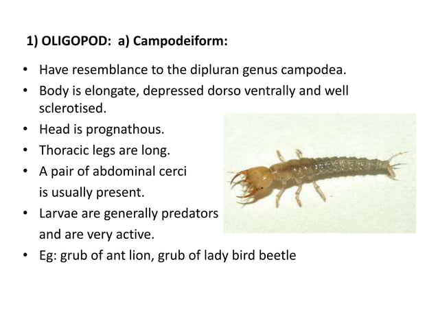 Types of Insect larvae | PPTX | Geology | Science
