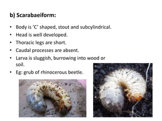 Types of Insect larvae | PPTX