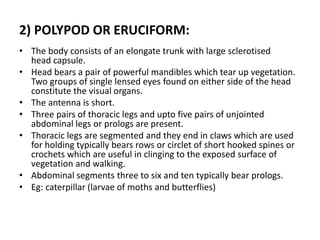 Types of Insect larvae | PPTX