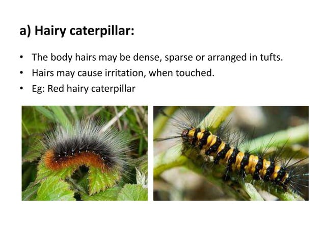 Types of Insect larvae | PPTX | Geology | Science