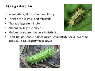 Types of Insect larvae | PPTX