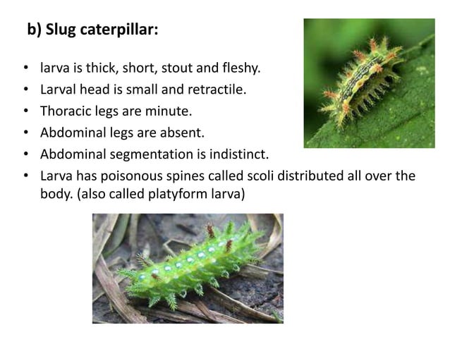 Types of Insect larvae | PPTX | Geology | Science