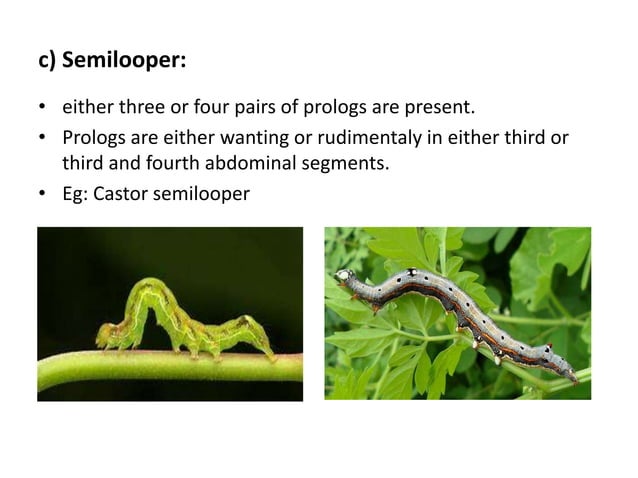 Types of Insect larvae | PPTX | Geology | Science