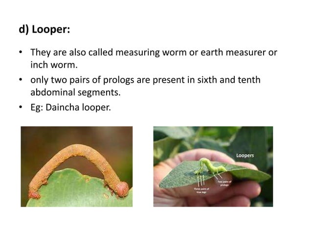 Types of Insect larvae | PPTX | Geology | Science
