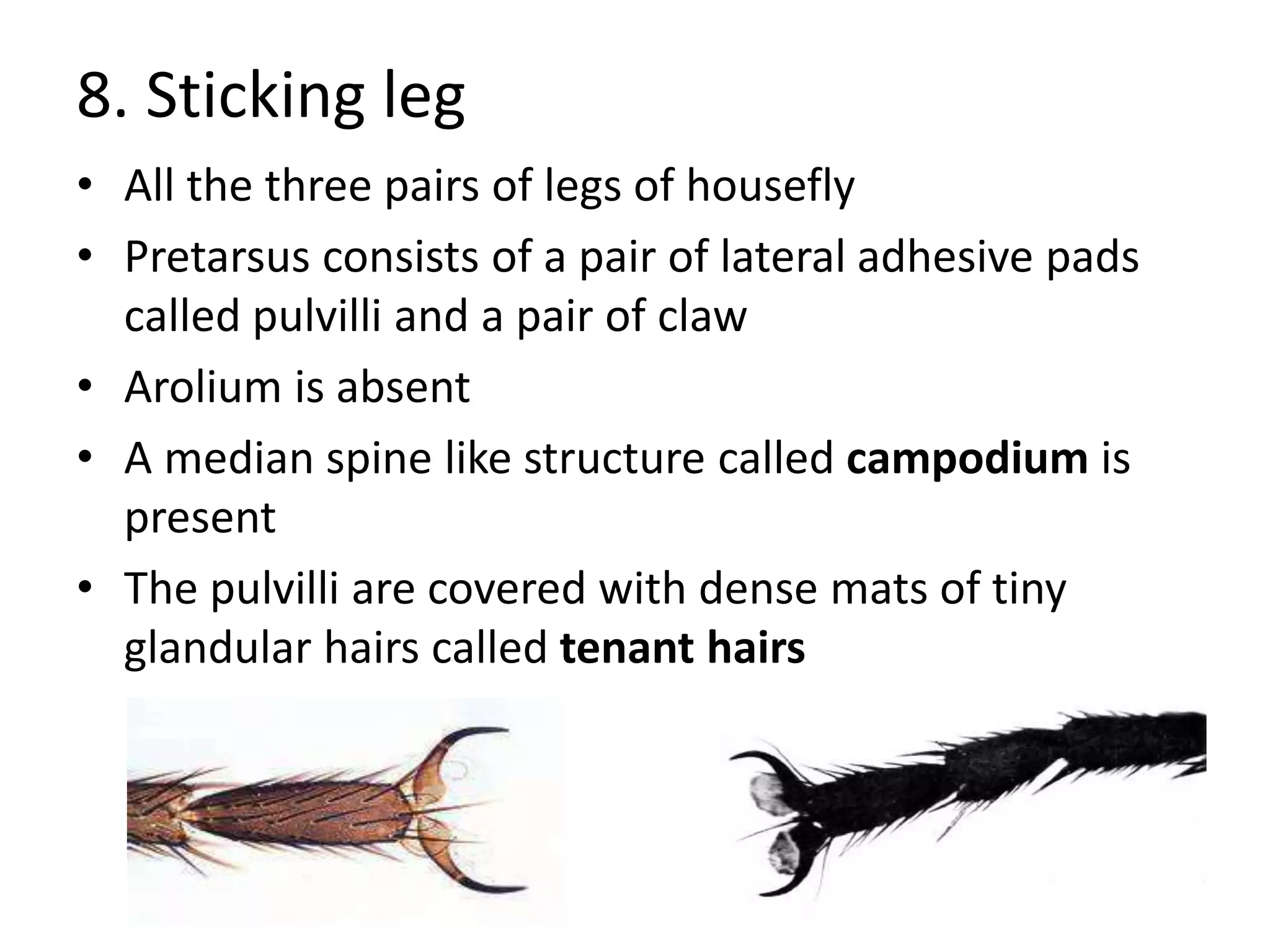 Modifications in Insect leg | PPTX