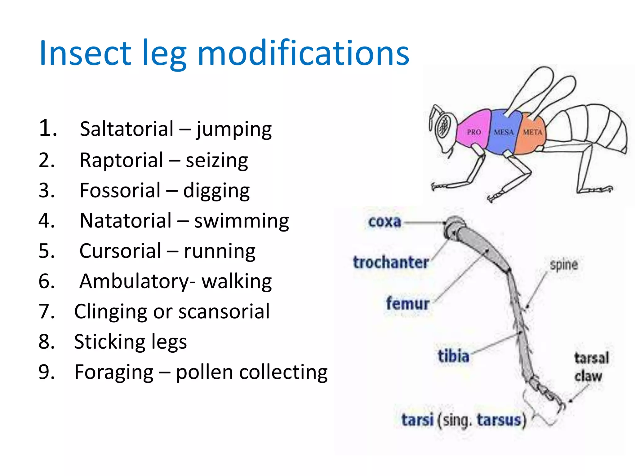 Modifications in Insect leg | PPTX