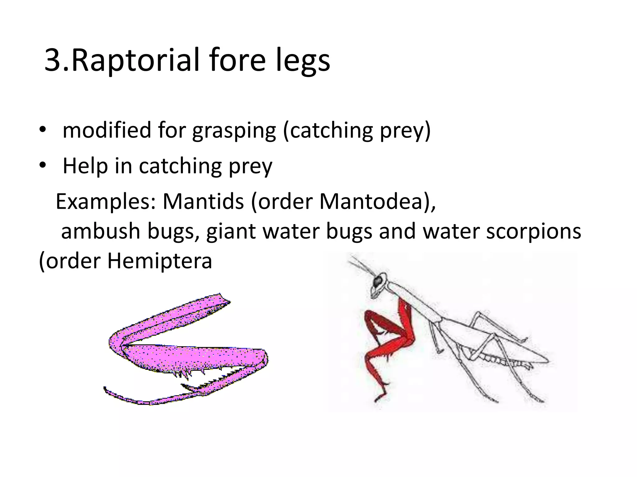 Modifications in Insect leg | PPTX