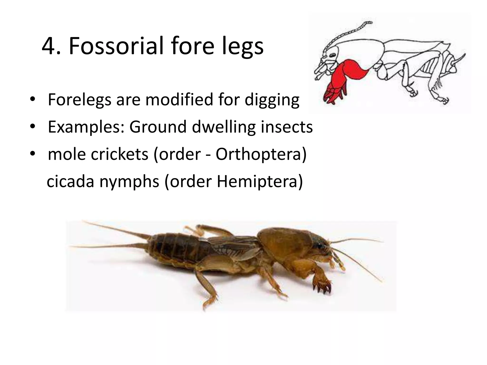 Modifications in Insect leg | PPT