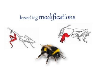 Modifications in Insect leg | PPTX