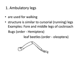 Modifications in Insect leg | PPT