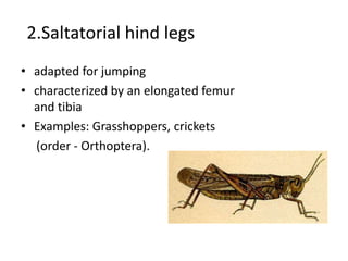 Modifications in Insect leg | PPT
