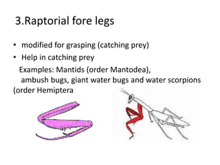 Modifications in Insect leg | PPT