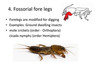 Modifications in Insect leg | PPT