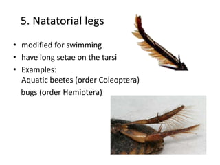 Modifications in Insect leg | PPT