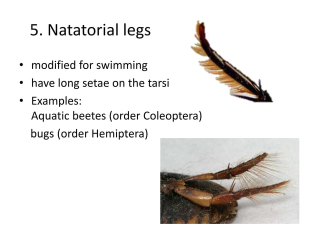 Modifications in Insect leg | PPT