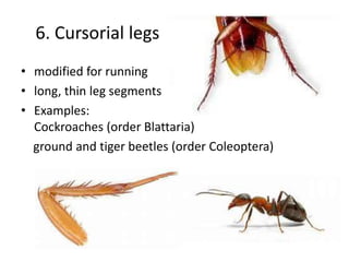 Modifications in Insect leg | PPT